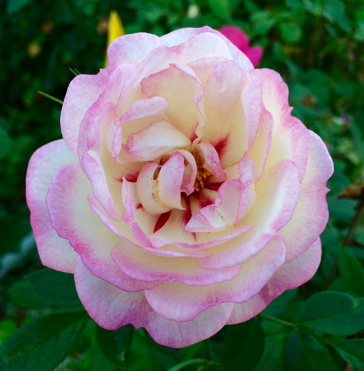 Rose Hybridizing: Late 2015 Hulthemia Blooms