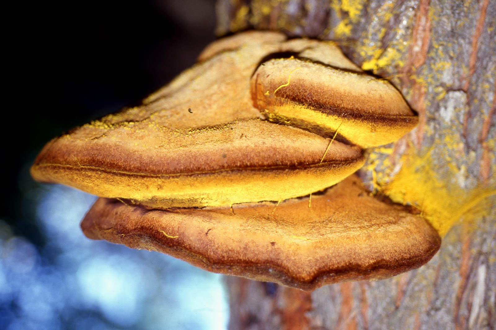 Setas Extremadura : Inonotus Hispidus