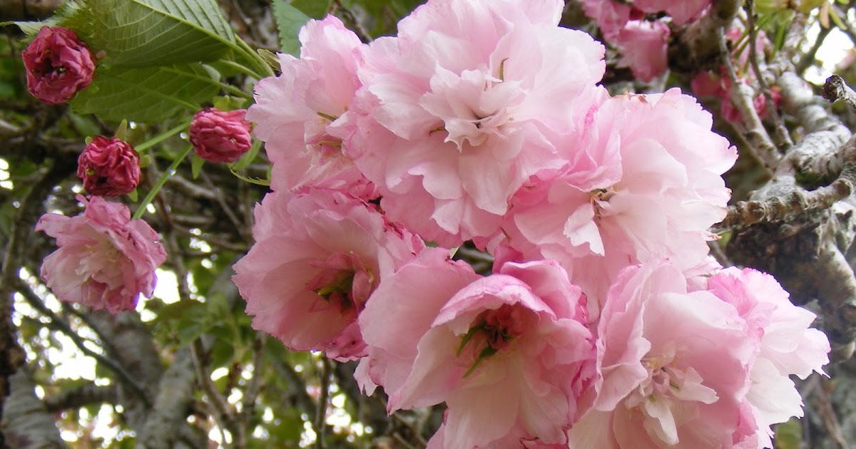 photographing New Zealand: pink bouquets