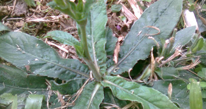 Simplisia: Contoh Nama Simplisia dan Kegunaannya