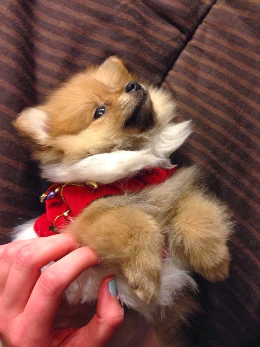 Cute dogs (50 pics) | Amazing Creatures