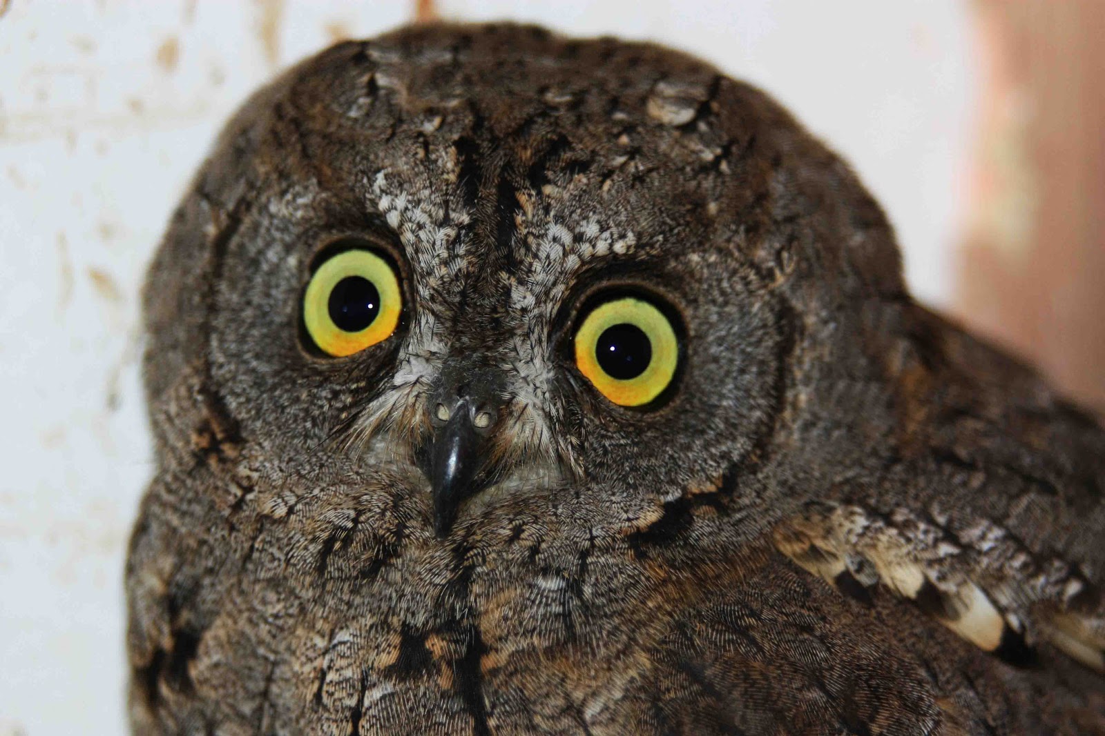 fotosmacro.blogspot.com: El Búho sabio