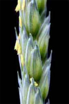 Los Angeles Bread Bakers: Stages in Wheat Growth