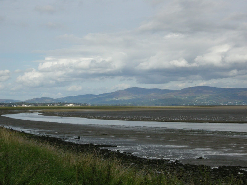 BirdWatch Ireland Cavan Branch: Upcoming Branch Events