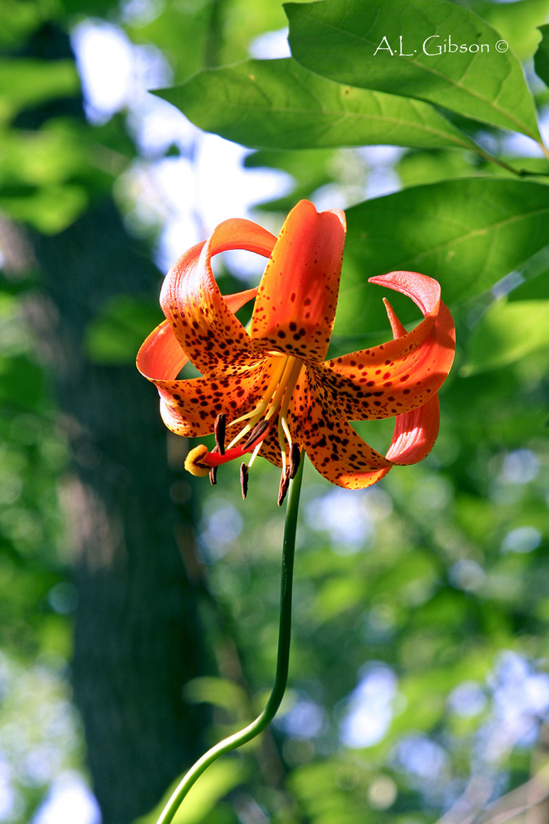 The Buckeye Botanist: Ohio's Native Lilies