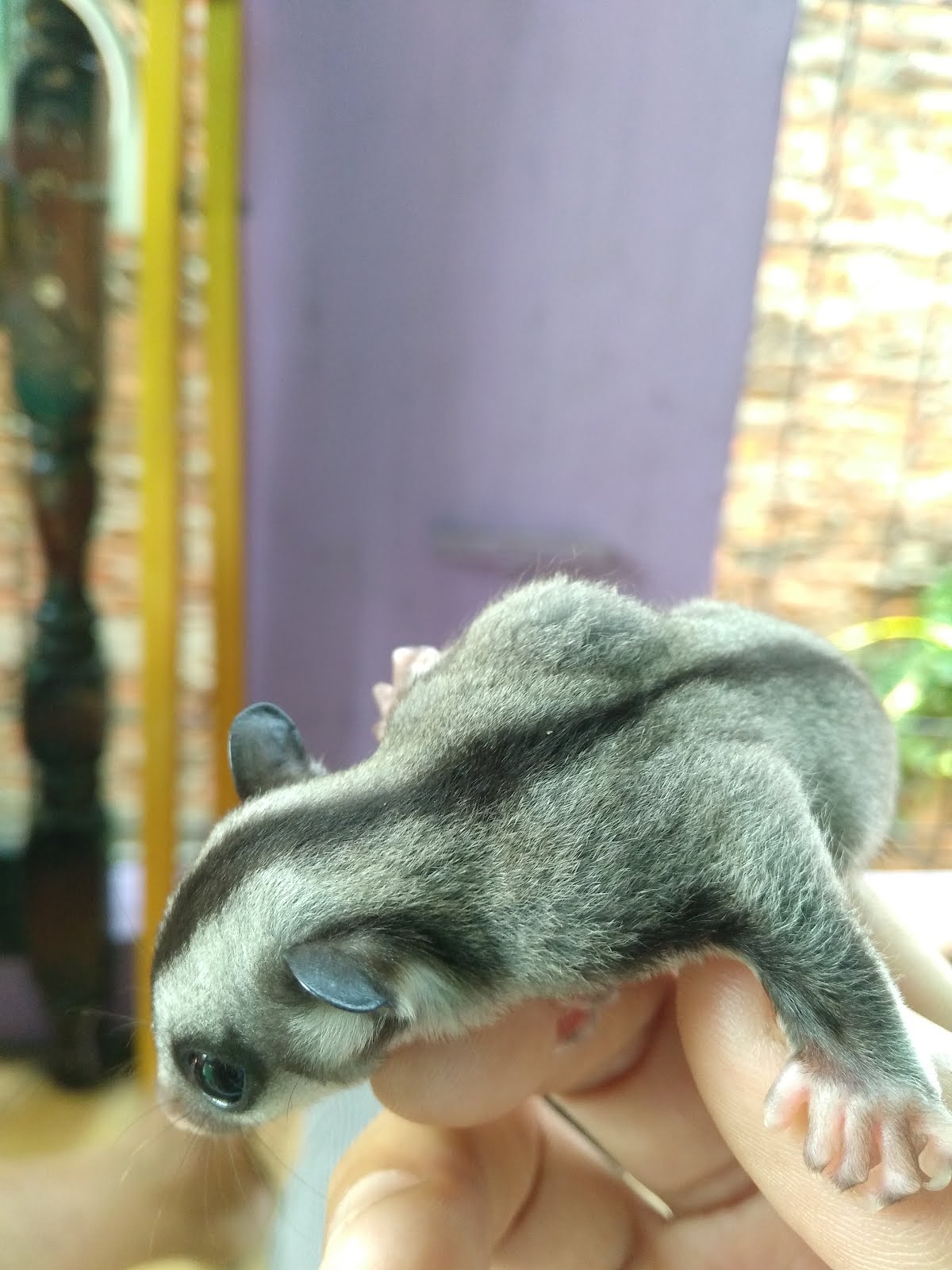 ABI-BREEDER HOBBIES: KELINCI REX LAHIR..