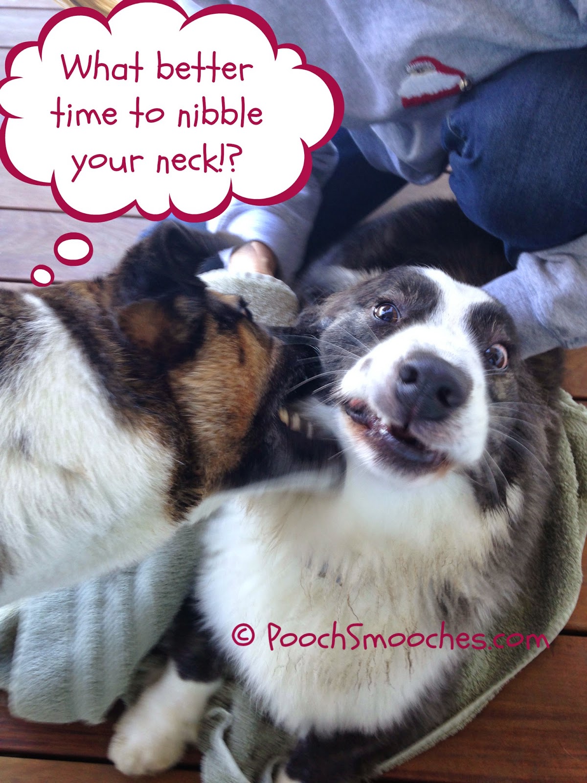Pooch Smooches: Monday Mischief: Everything Is Irresistible