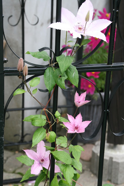 Kreativ Lycke: Pioner, Roser og Klematis