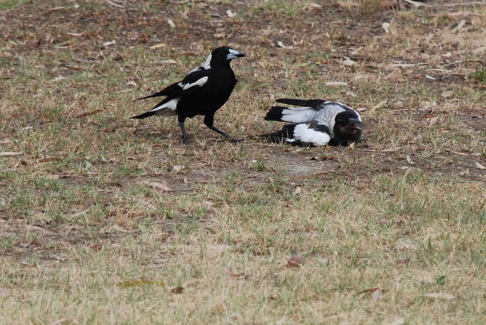 My dog : Australian magpie plays with a canine friend