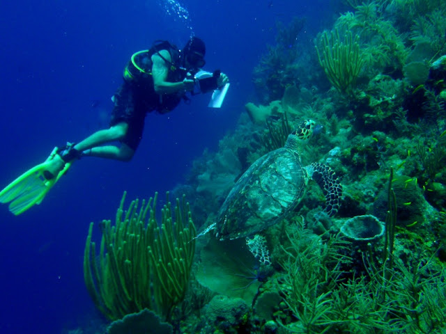 Scuba Diving in Honduras: Útila