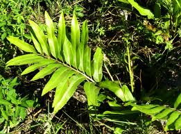 Tapak Ramsar Johor: Flora & Fauna