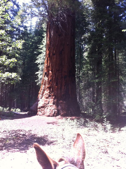 MuleTrail: Seeking The George Bush Tree 7-17-11