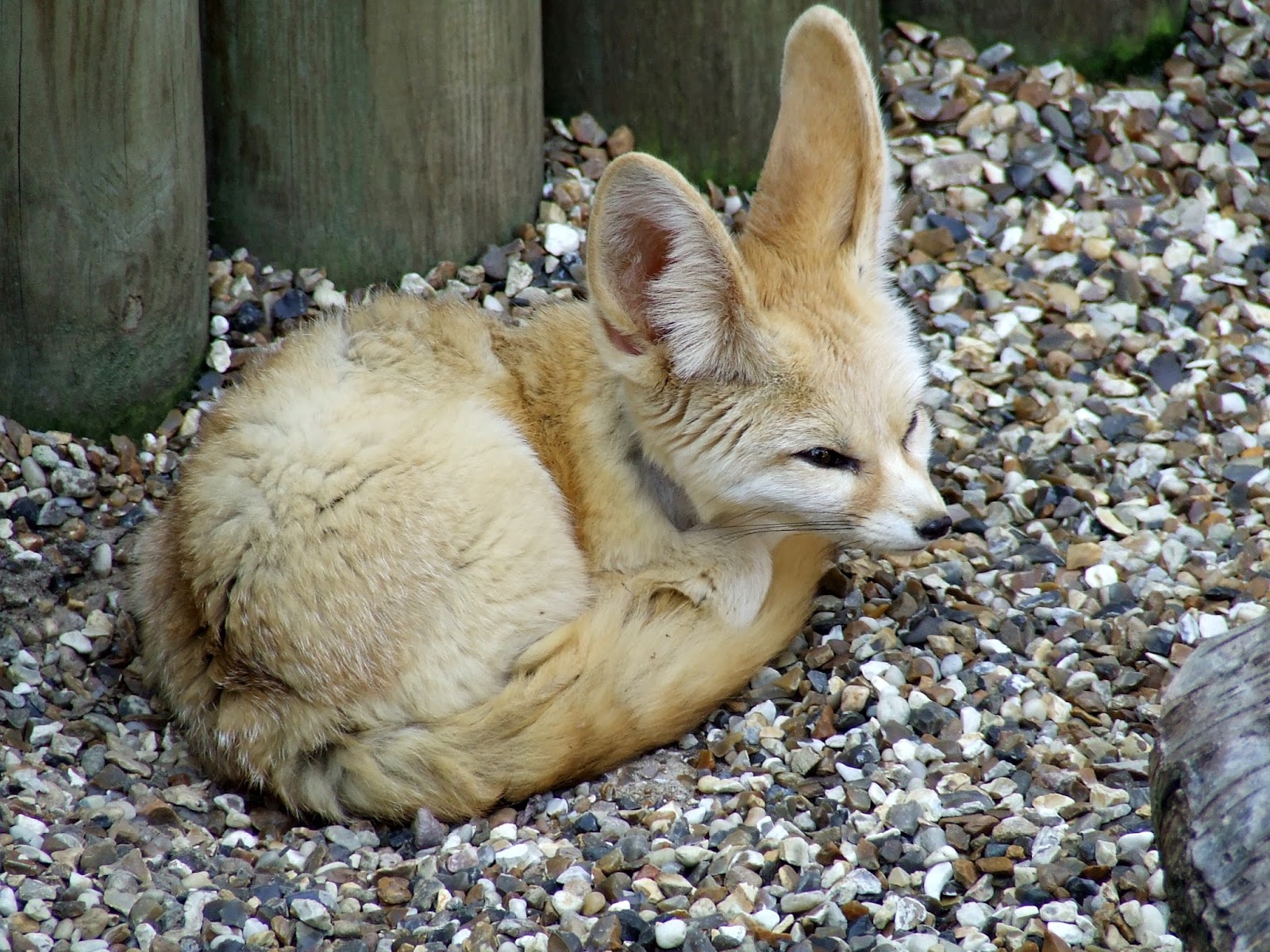 HD Fennec Fox Wallpapers | Animals Library