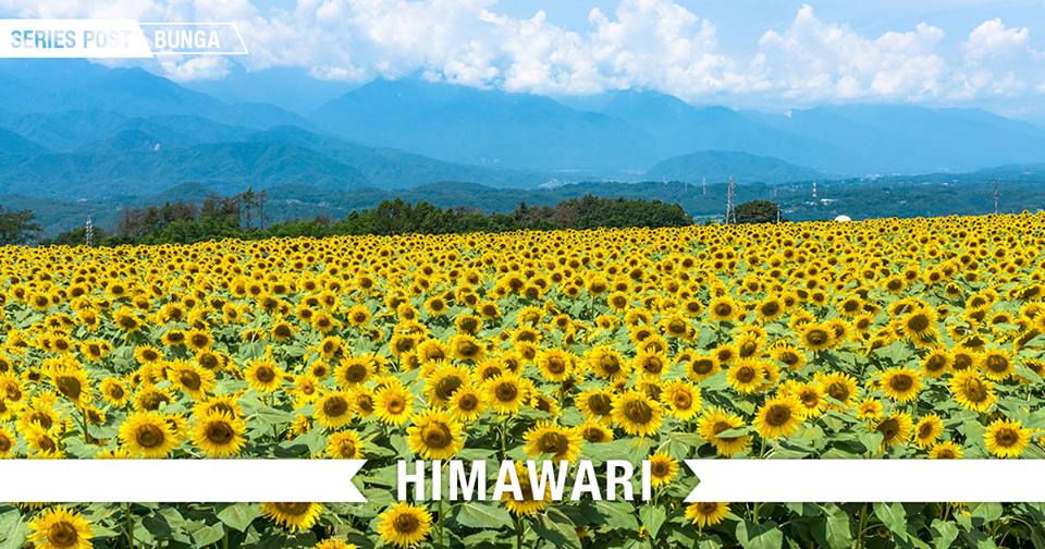 Wow 26+ Gambar Bunga Khas Jepang - Gambar Bunga Indah