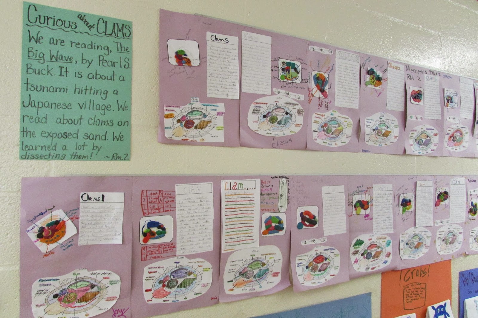 25 Creative Clam Activity Ideas For Kids - Teaching Expertise