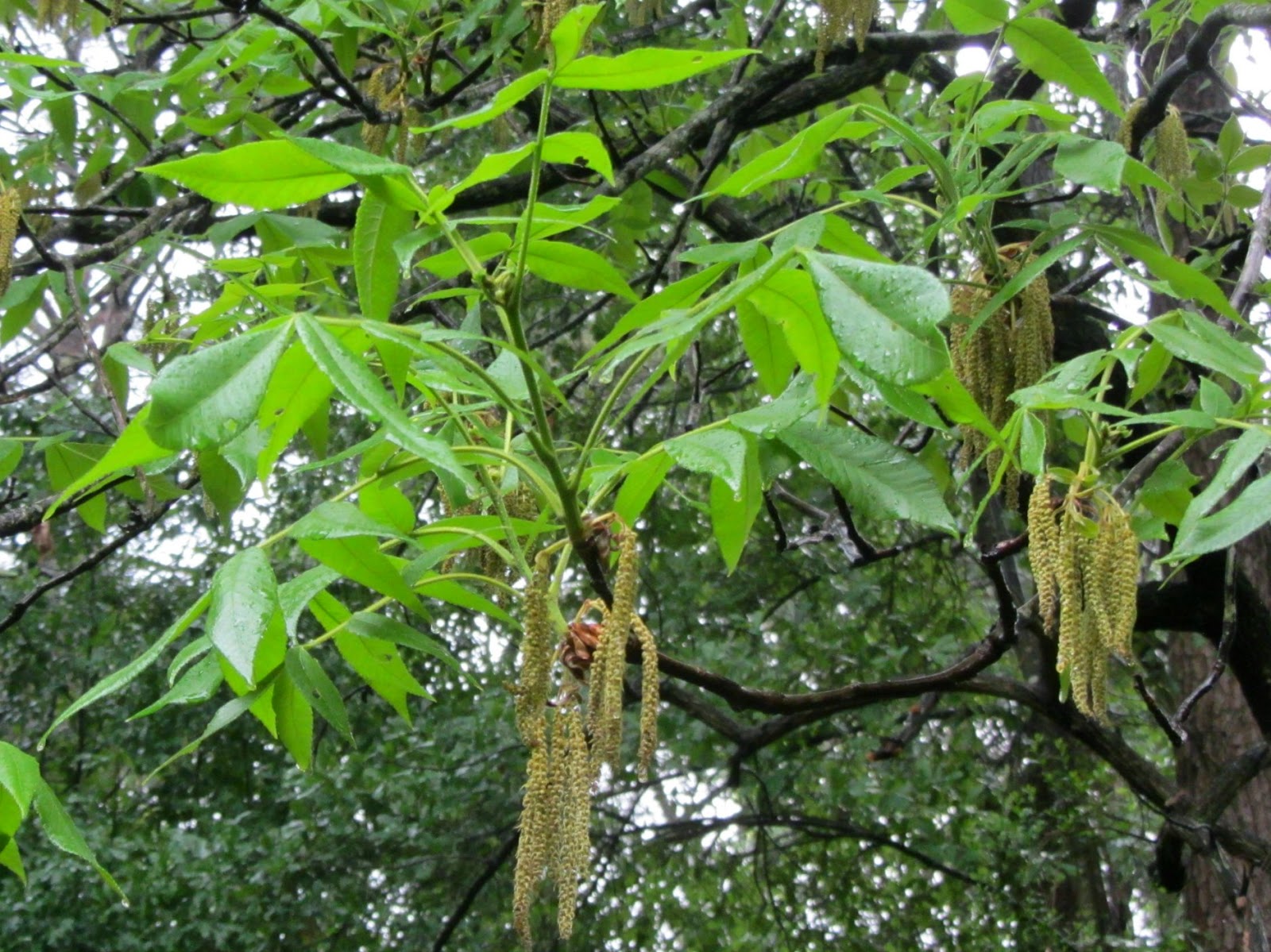 Using Georgia Native Plants: May 2014