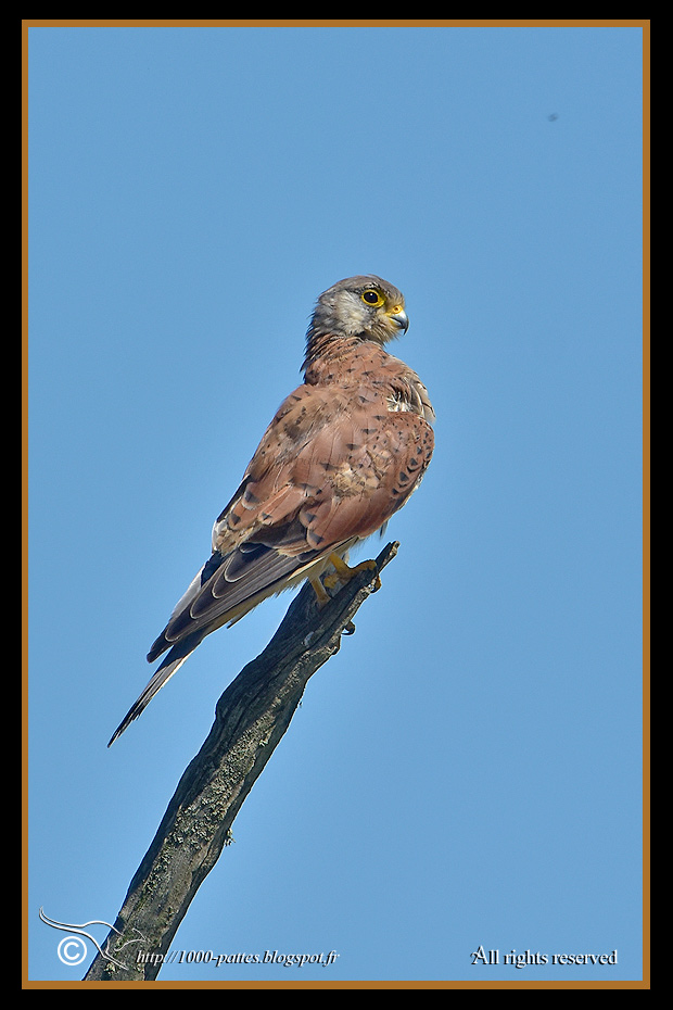 WILDLIFE GATEWAY: Faucon crécerelle