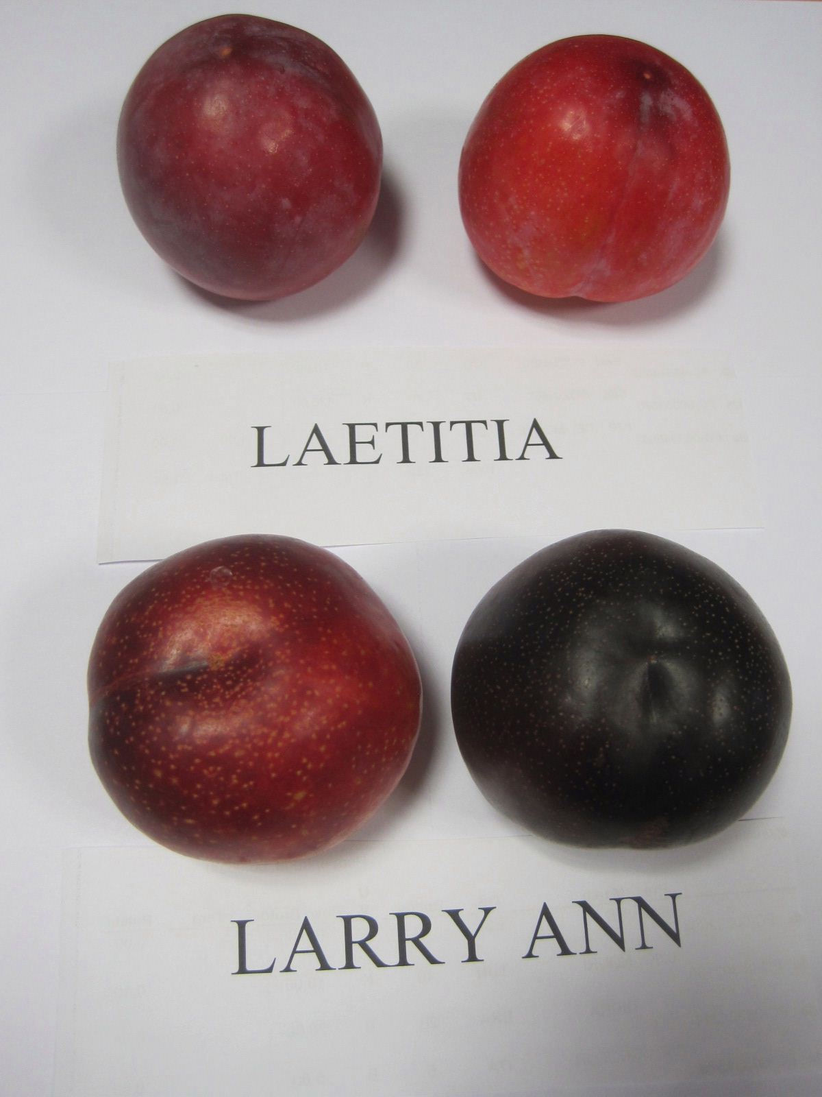 Ciruelas. Variedades.Fotos