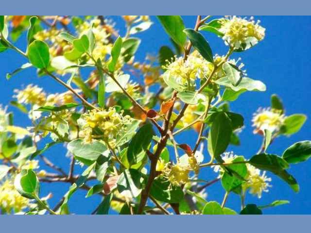 Sepa cuáles son los nuevos usos del quillay