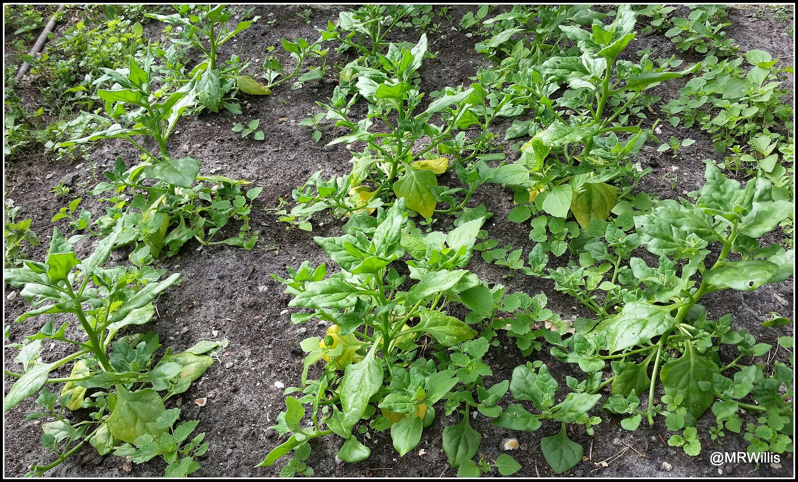 Mark's Veg Plot: First harvest of NZ Spinach
