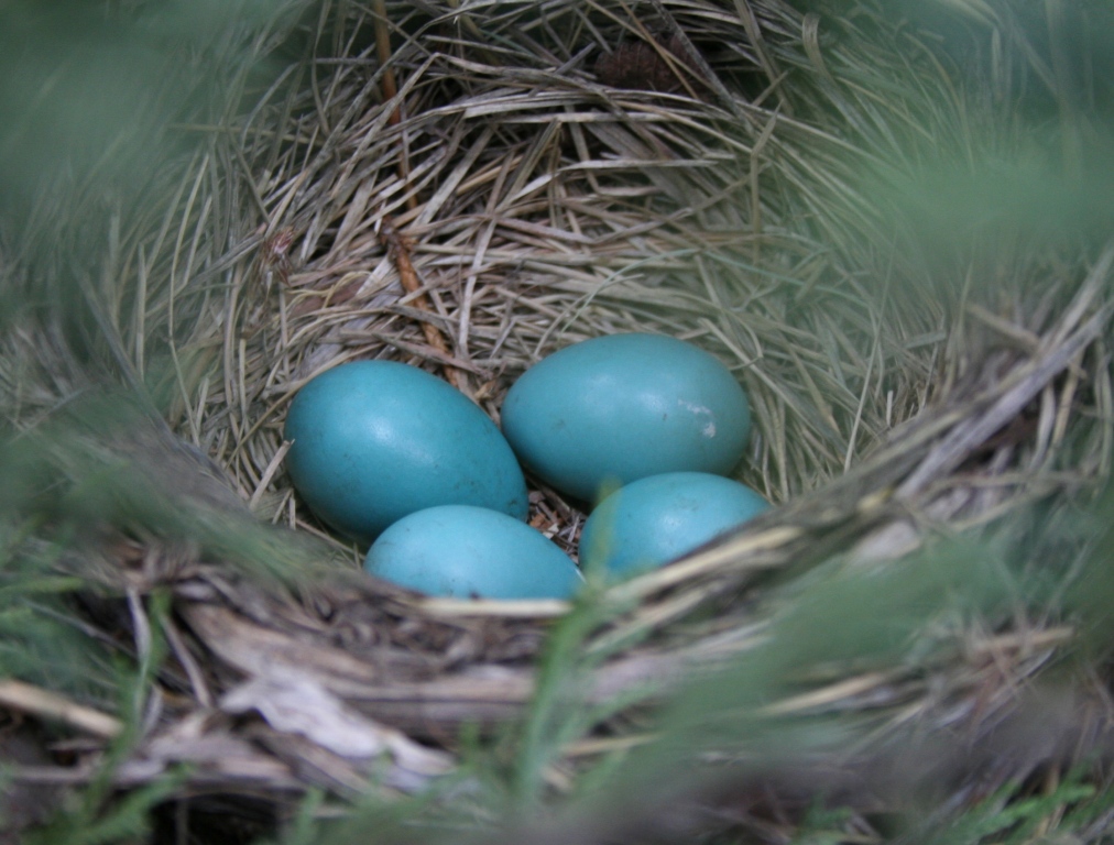 Garden Musings: What A Robin Blue Babe!