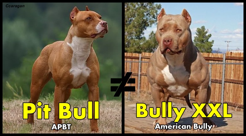 Blog do Pit Bull: O que é um Pit Bull MODERNO?