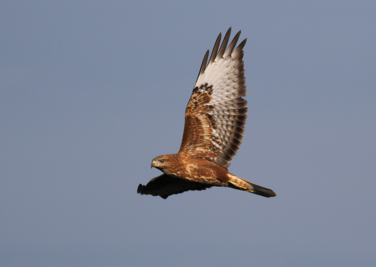 Wright's Wanderings: Steppe and Common Buzzards