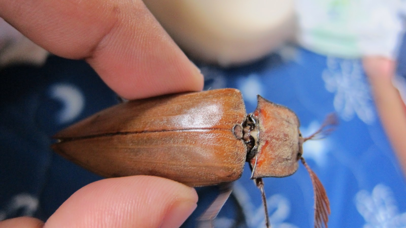 TRAVEL CENTRAL PHILIPPINES: The Patango.... Bow.....