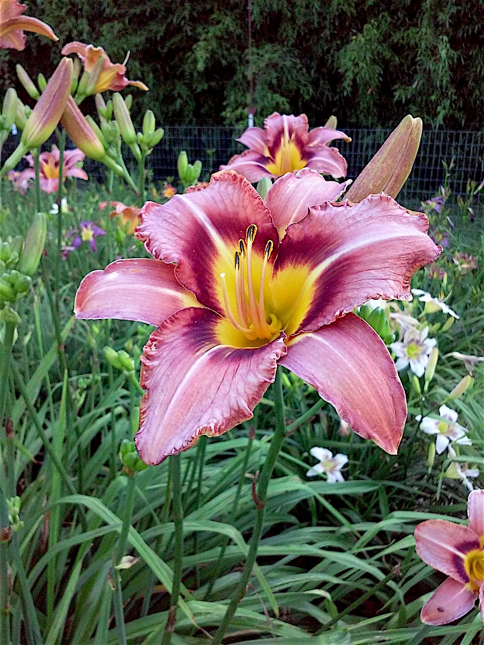 Daylily BReeder Blog: The Spice Must Flow