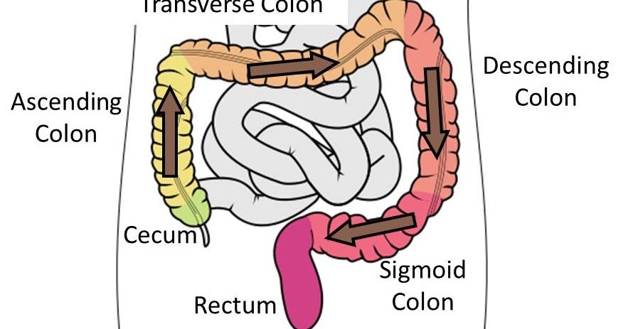According2Robyn: Digestive System, Part 9: The Colon