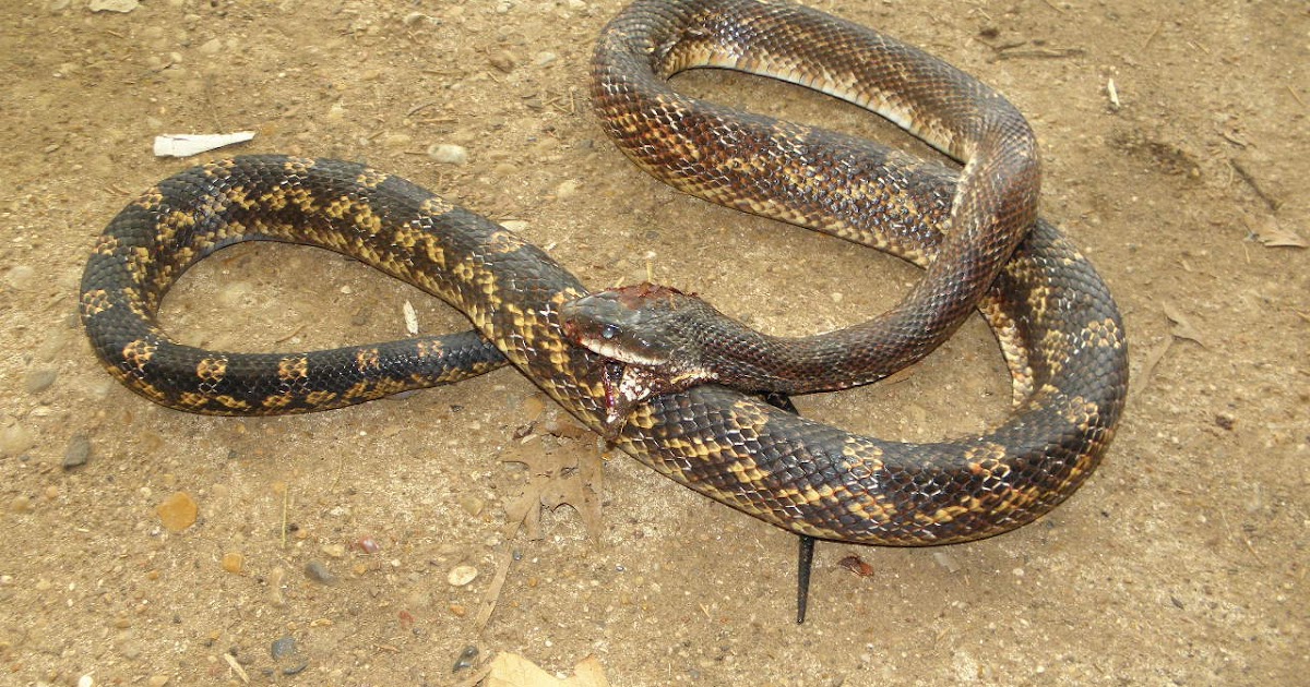 The Farm On Holly's Hill: Oh How I HATE Snakes