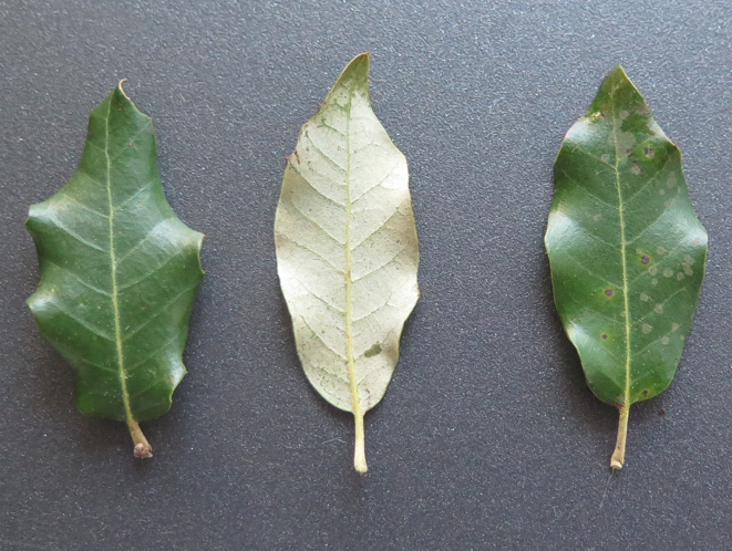 La encina (Quercus ilex)