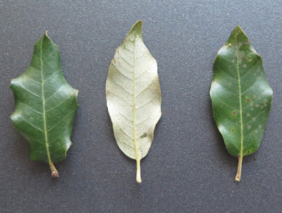 La encina (Quercus ilex)