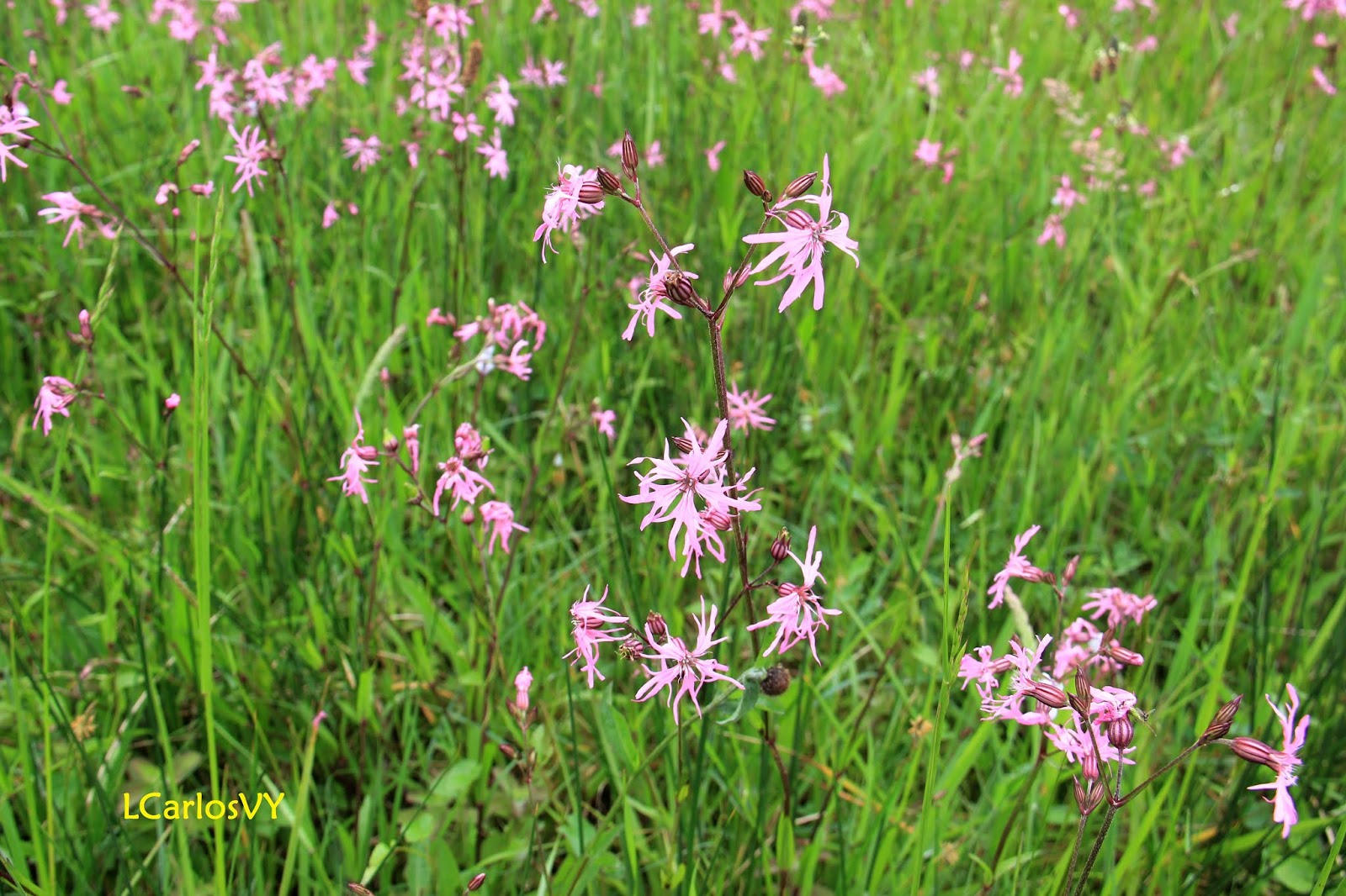 Plantas silvestres de Asturias: Flor del cuco o flor del cuclillo ...