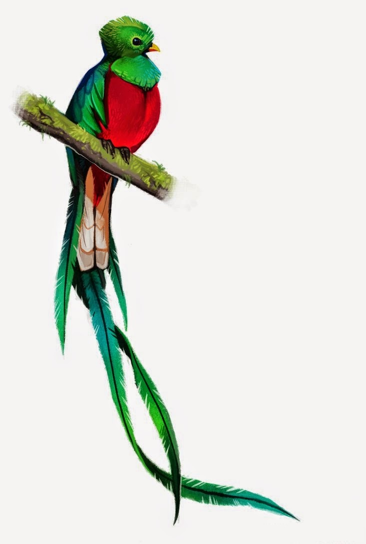 QUETZAL photos - wallpapers (ανανεωμένο) | the fun bank