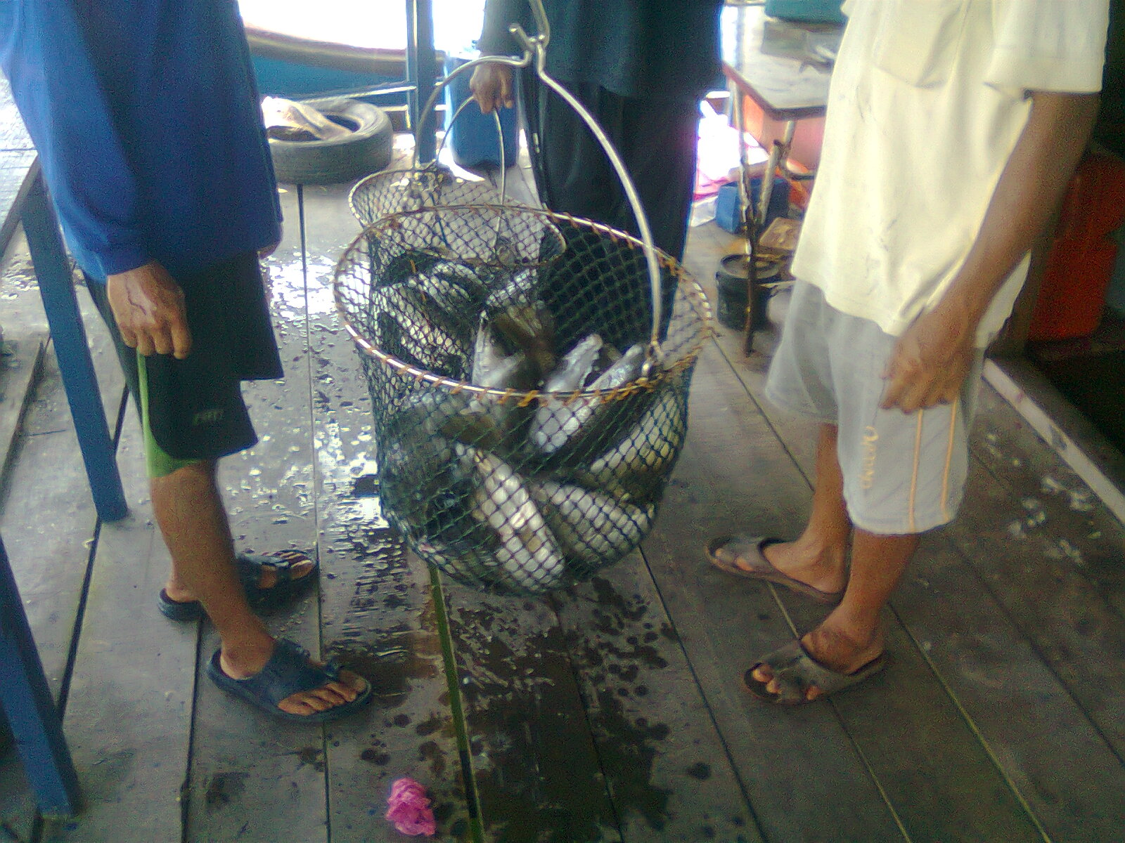 Jom mengail ikan: Trip memancing di Sangkar Tanjung Dawai
