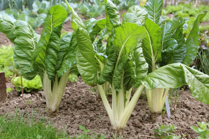 Caracteristicas Gerais