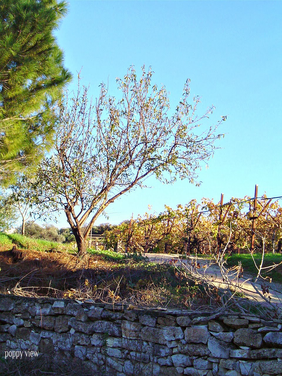 poppy view: Olive Tree Chivalry and Other Acts of Kindness