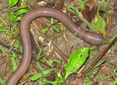 Bahan ajar Biologi kelas X semester 2 Bab Kingdom Animalia | blog Biologi