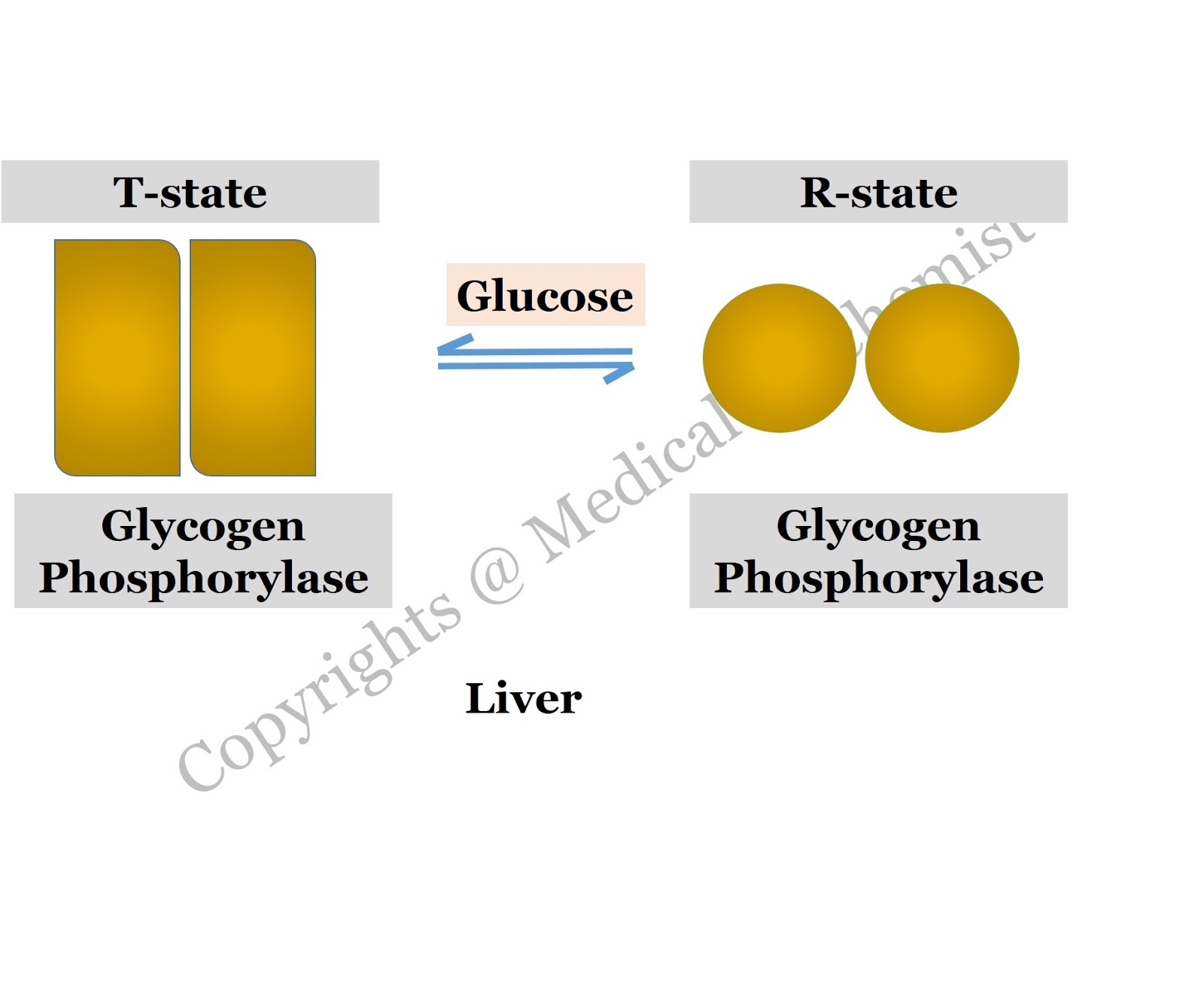 Glycogen synthesis and Breakdown Pathway: Biochemistry, Microbiology
