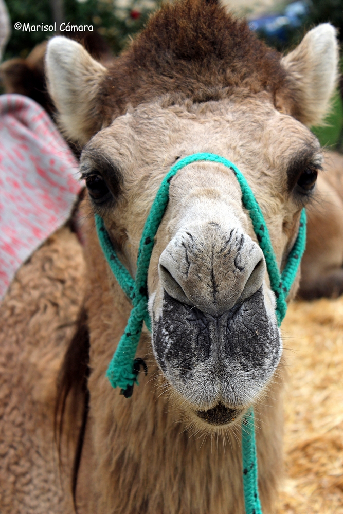 Marisol Cámara Fotografía: Camello
