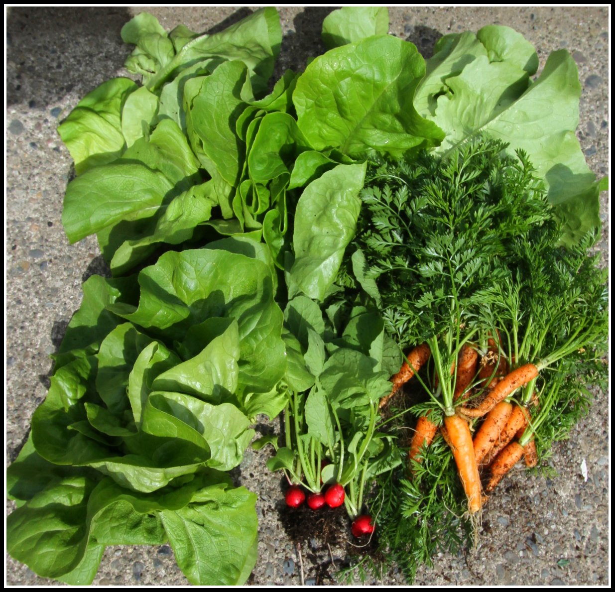 Desperate Gardener: June 2011