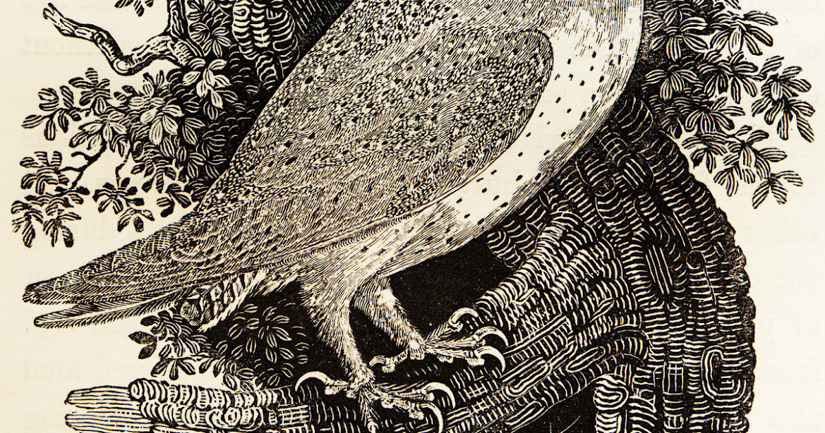 tarlatanas: Thomas Bewick