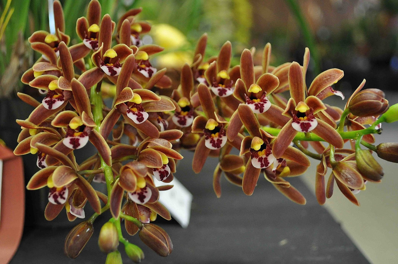 Primarily Cymbidiums: Gold Coast Cymbidium Grower's Annual Show