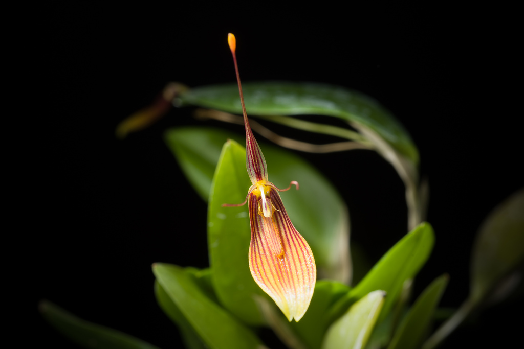 Restrepia trichoglossa care and culture | Travaldo's blog