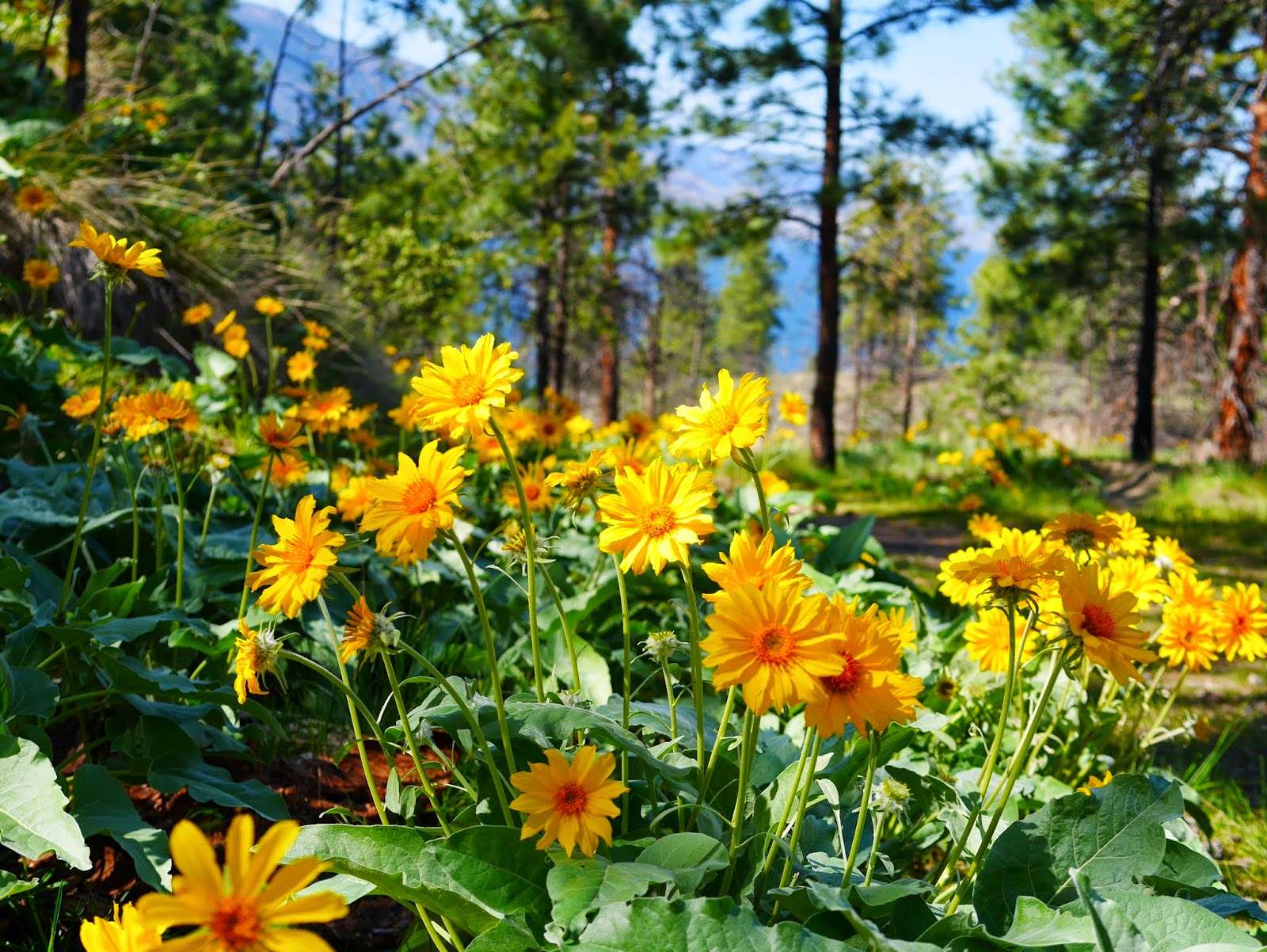 Nature Notes: Arrowleaf Balsamroot - Backwoods Mama