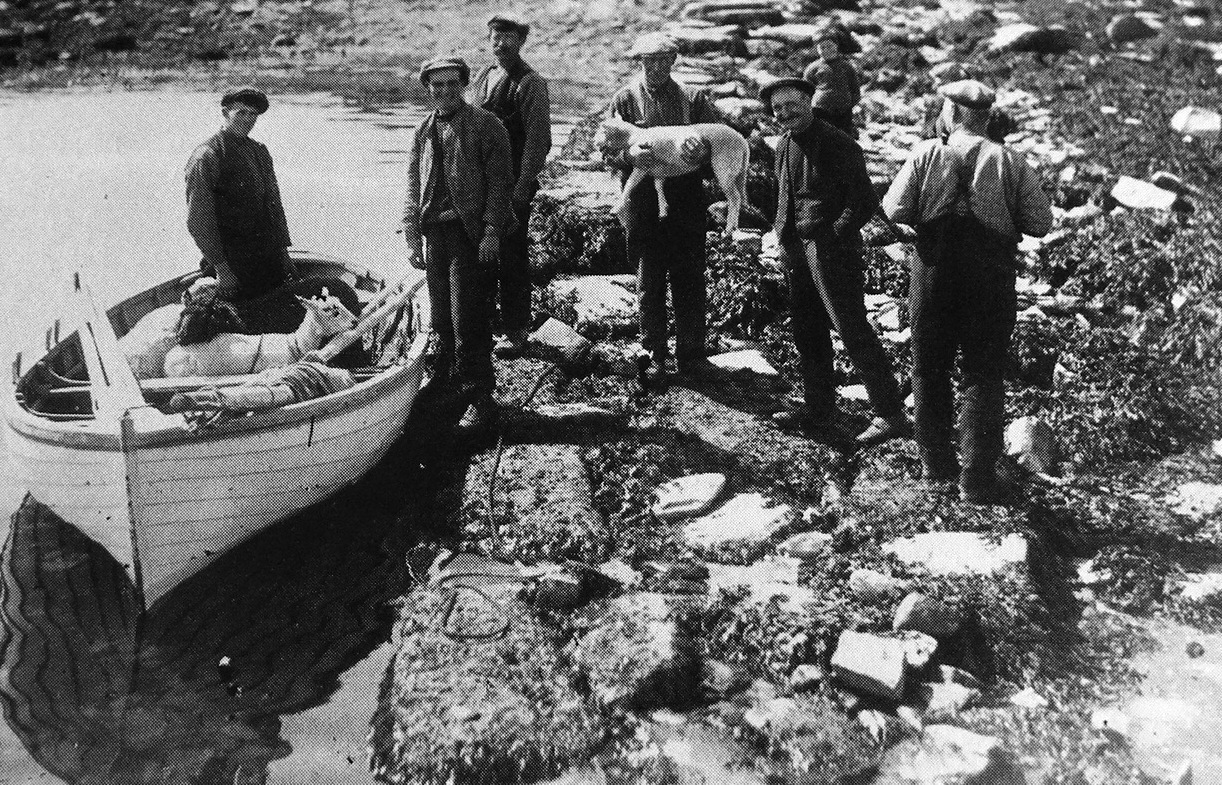 Tour Scotland: Old Photograph Crofters Moving Sheep By Boat Isle Of ...