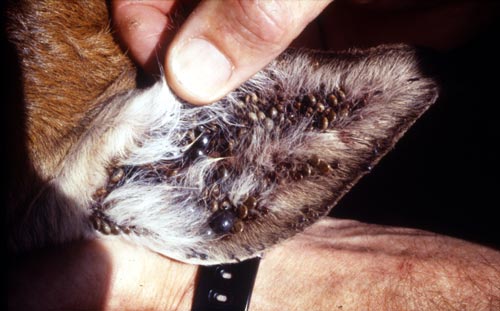 Cacoethes Cognitum: Deer Ticks