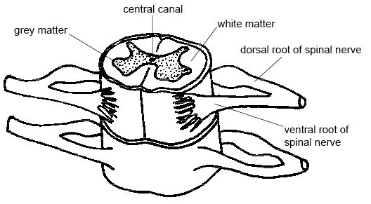 Nervous system of animals, central and peripheral nervous system of ...