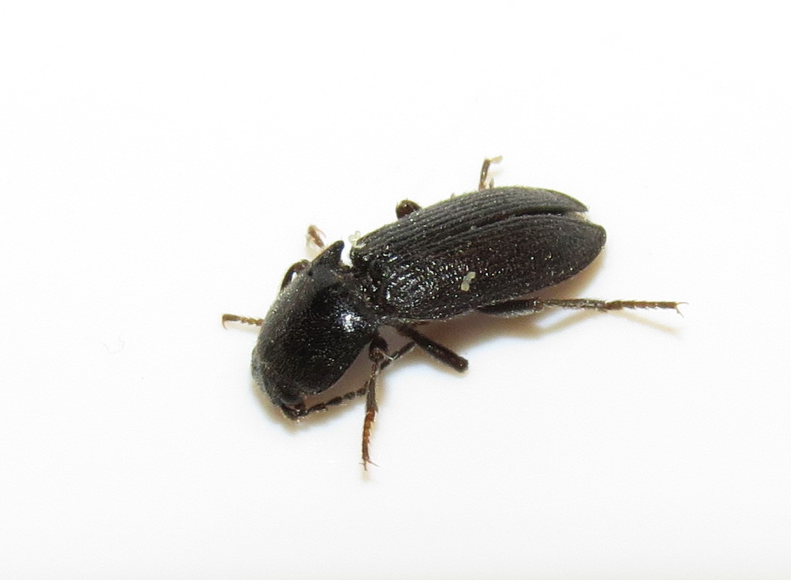Bug Eric: A Winter Click Beetle?